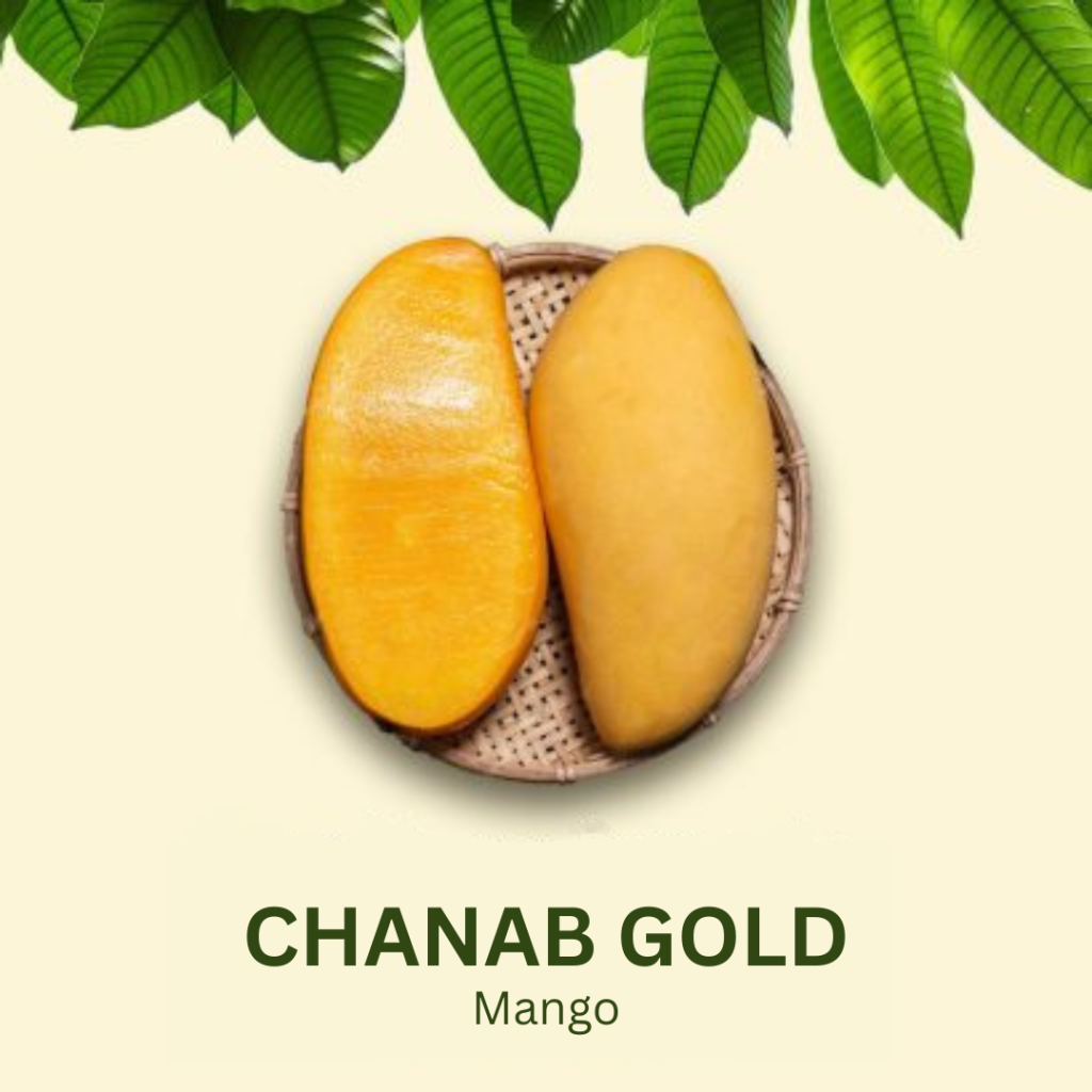 Enjoy Fresh Pakistani Mangoes Online - Free Home Delivery